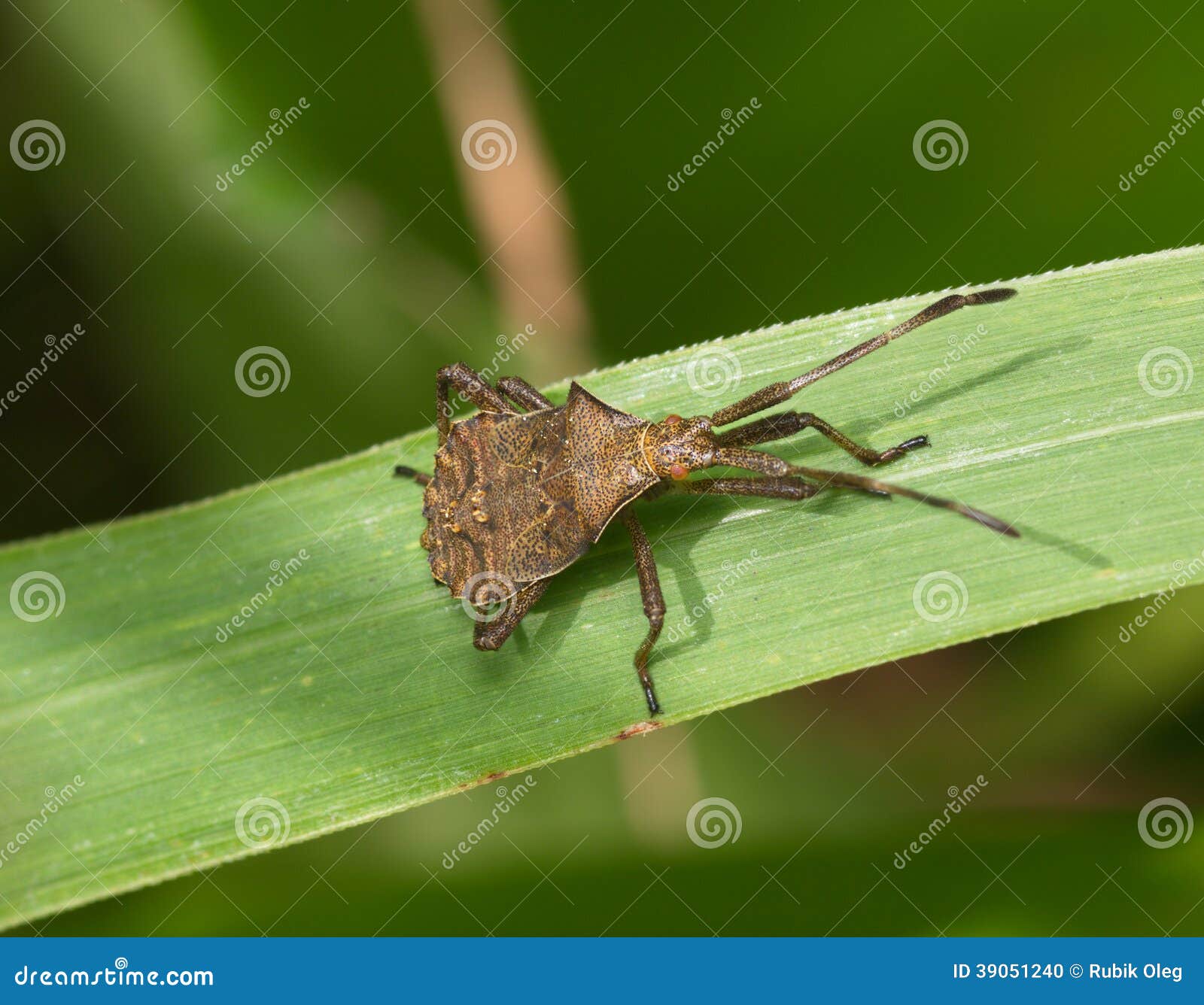 Grand Insecte Brun Sur Une Herbe Photo stock - Image du centrale, lame ...
