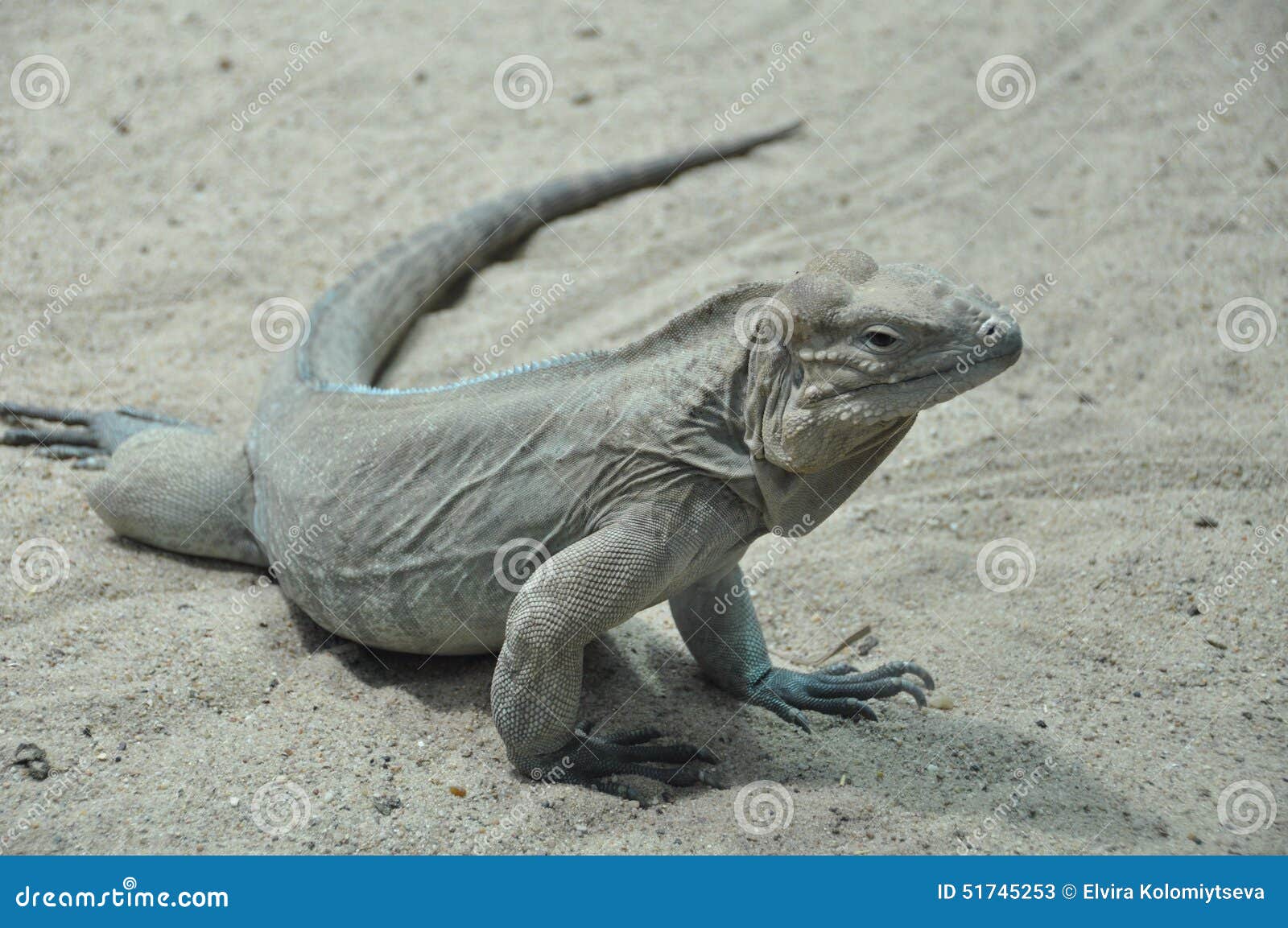 Grand lézard image stock. Image du durée, amphibies, verticale - 51745253