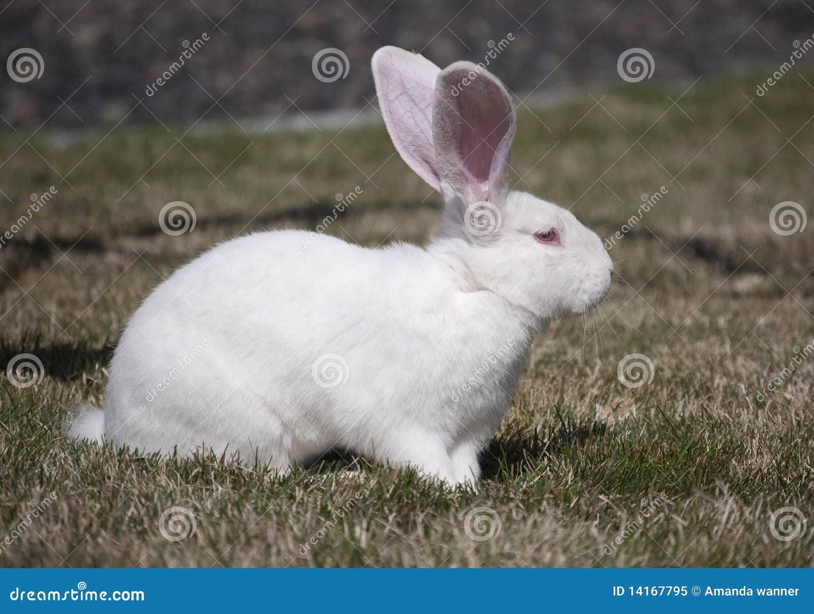 Grand lapin blanc image stock. Image du herbe, blanc - 14167795