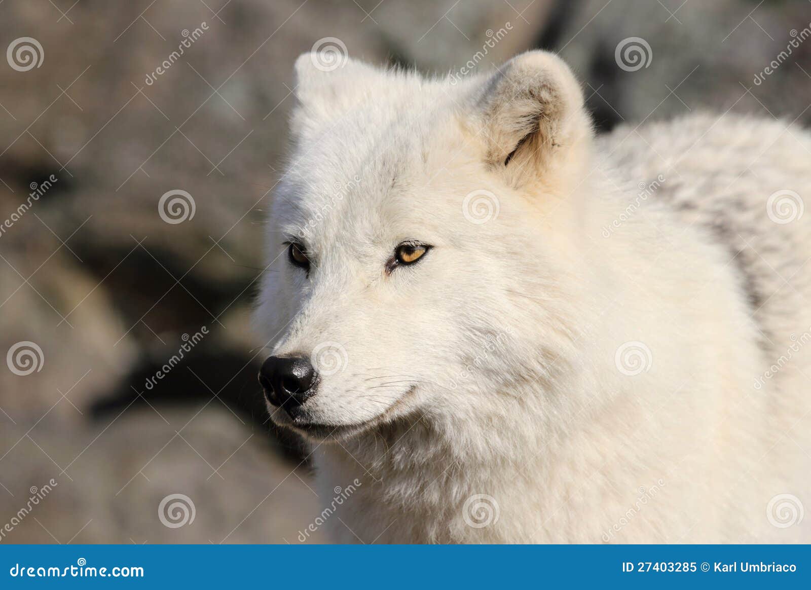 Grand loup blanc image stock. Image du roche, beauté - 27403285