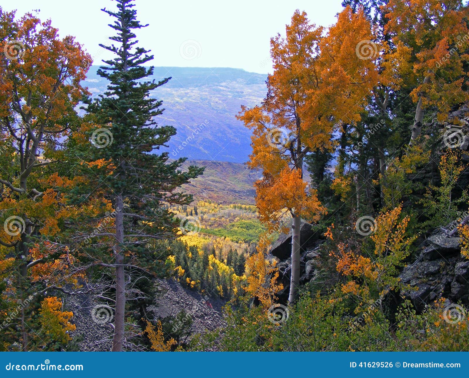 Grand Mesa Fall stock photo. Image of aspen, grand, vibrant - 41629526