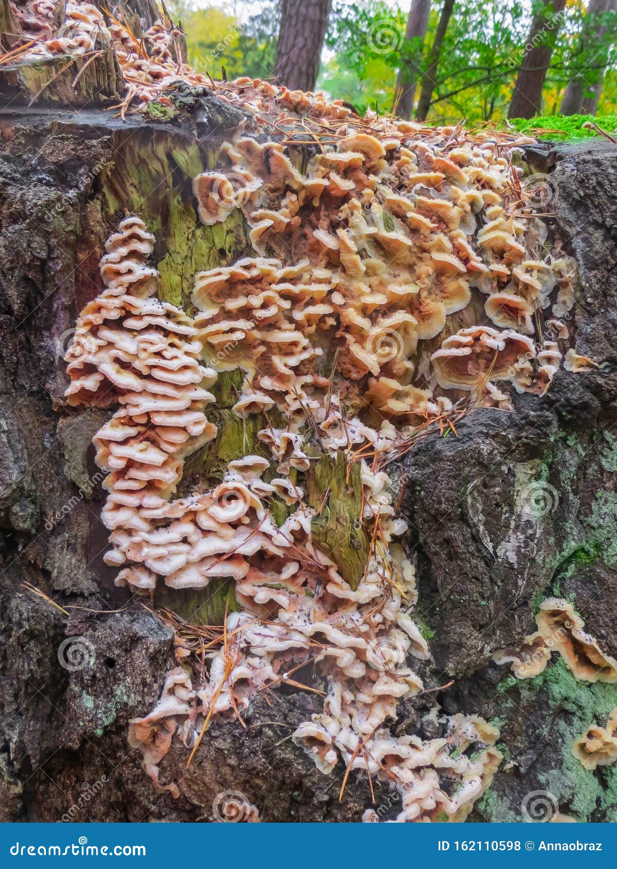 Grand Moignon, Poids Dans Les Champignons, Fin Automne Photo stock ...
