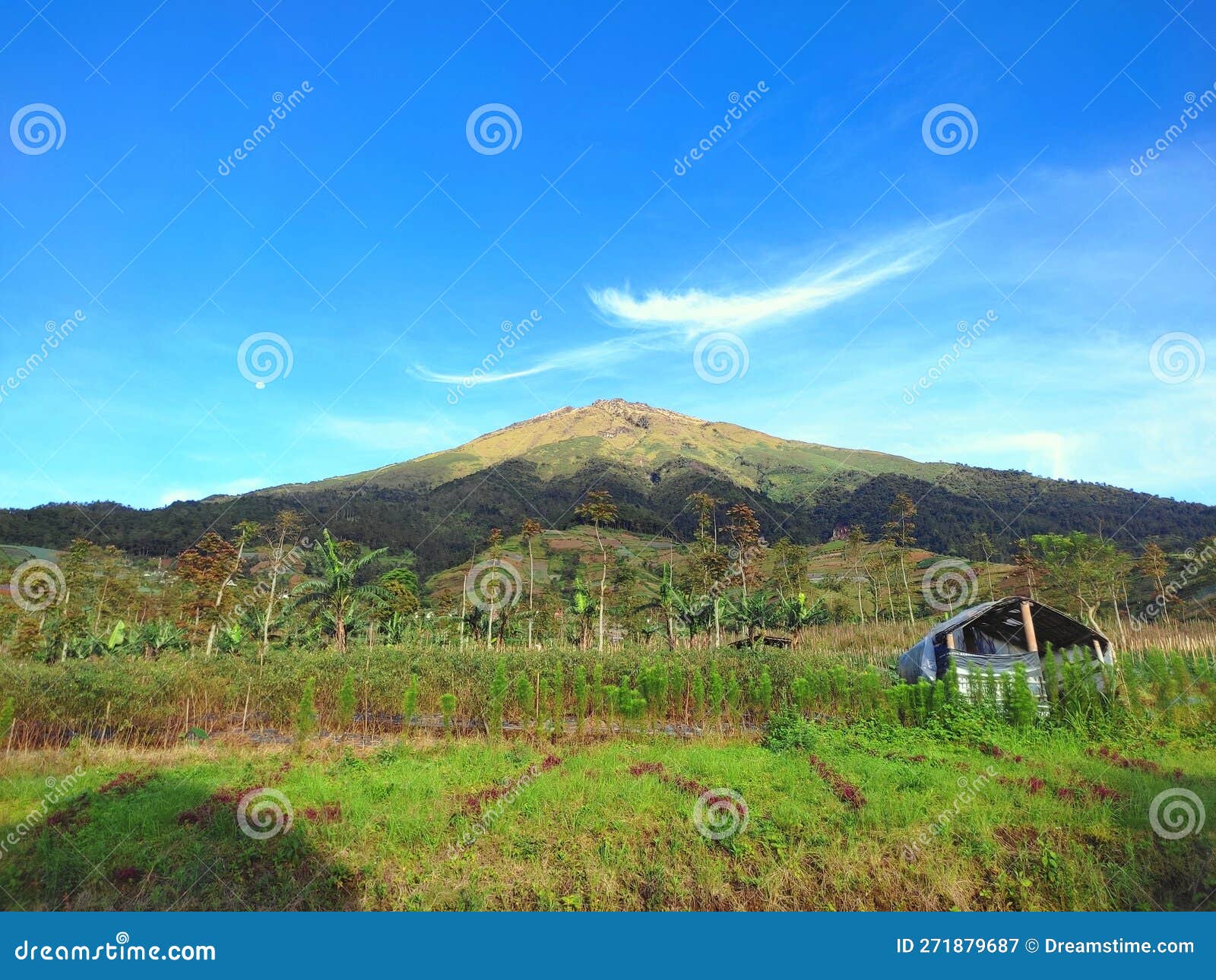 The Grand Mountain Sumbing stock image. Image of agriculture - 271879687
