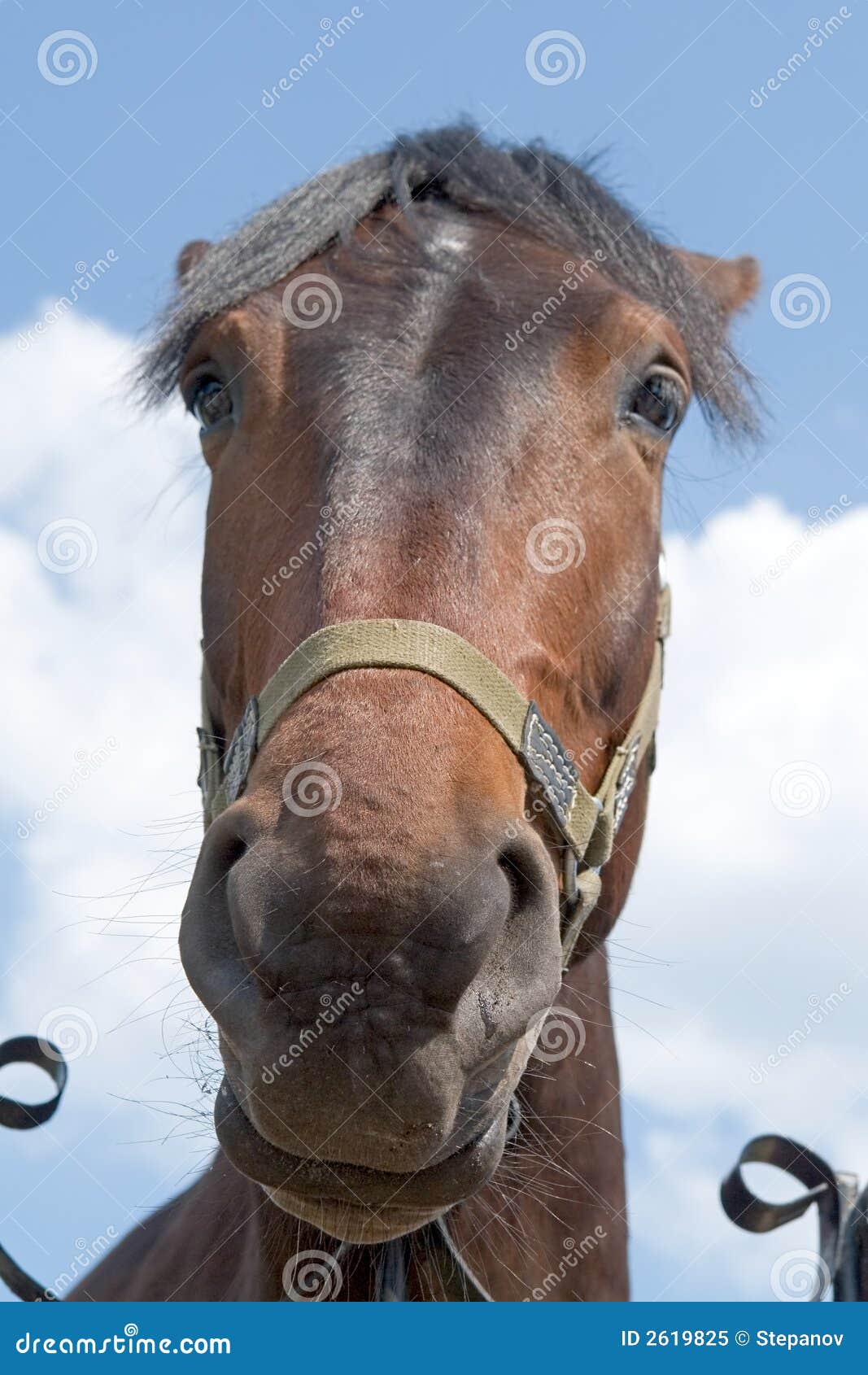 Grand museau image stock. Image du licol, animal, poney - 2619825