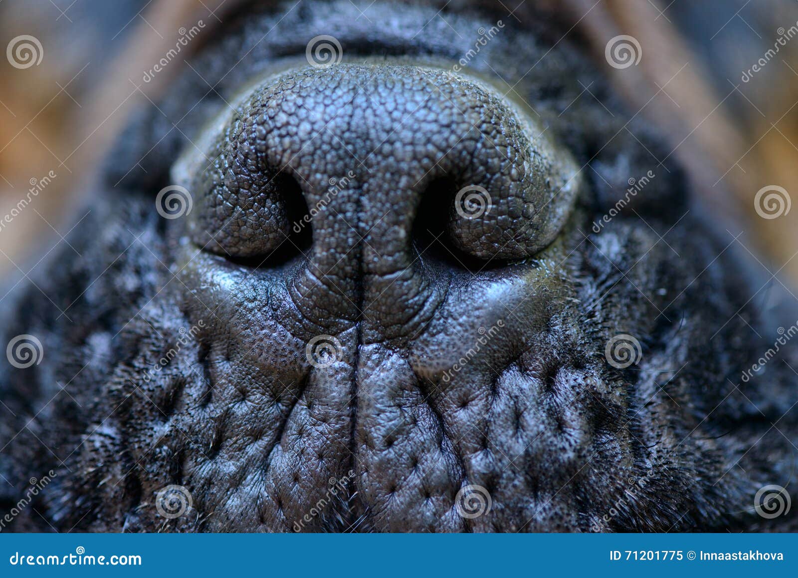 Grand nez de chien image stock. Image du chevelu, pédigrée - 71201775