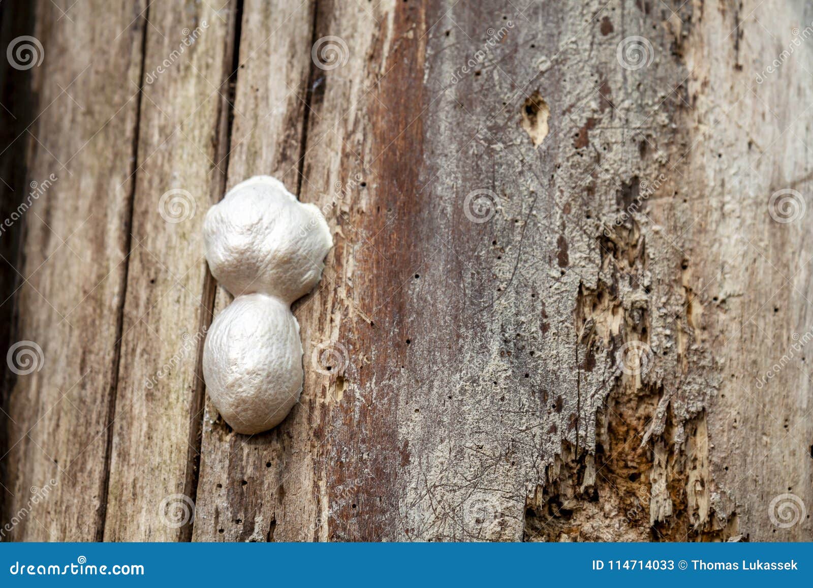 Grand Nid D'insectes Sur Un Arbre Image stock - Image du élever, danger ...