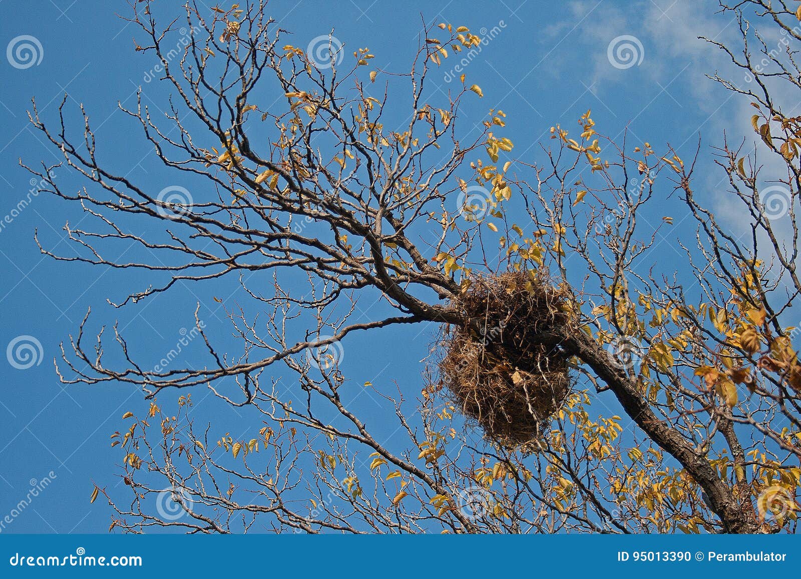 GRAND NID DU ` S D'OISEAU DANS L'ARBRE Photo stock - Image of japonais ...