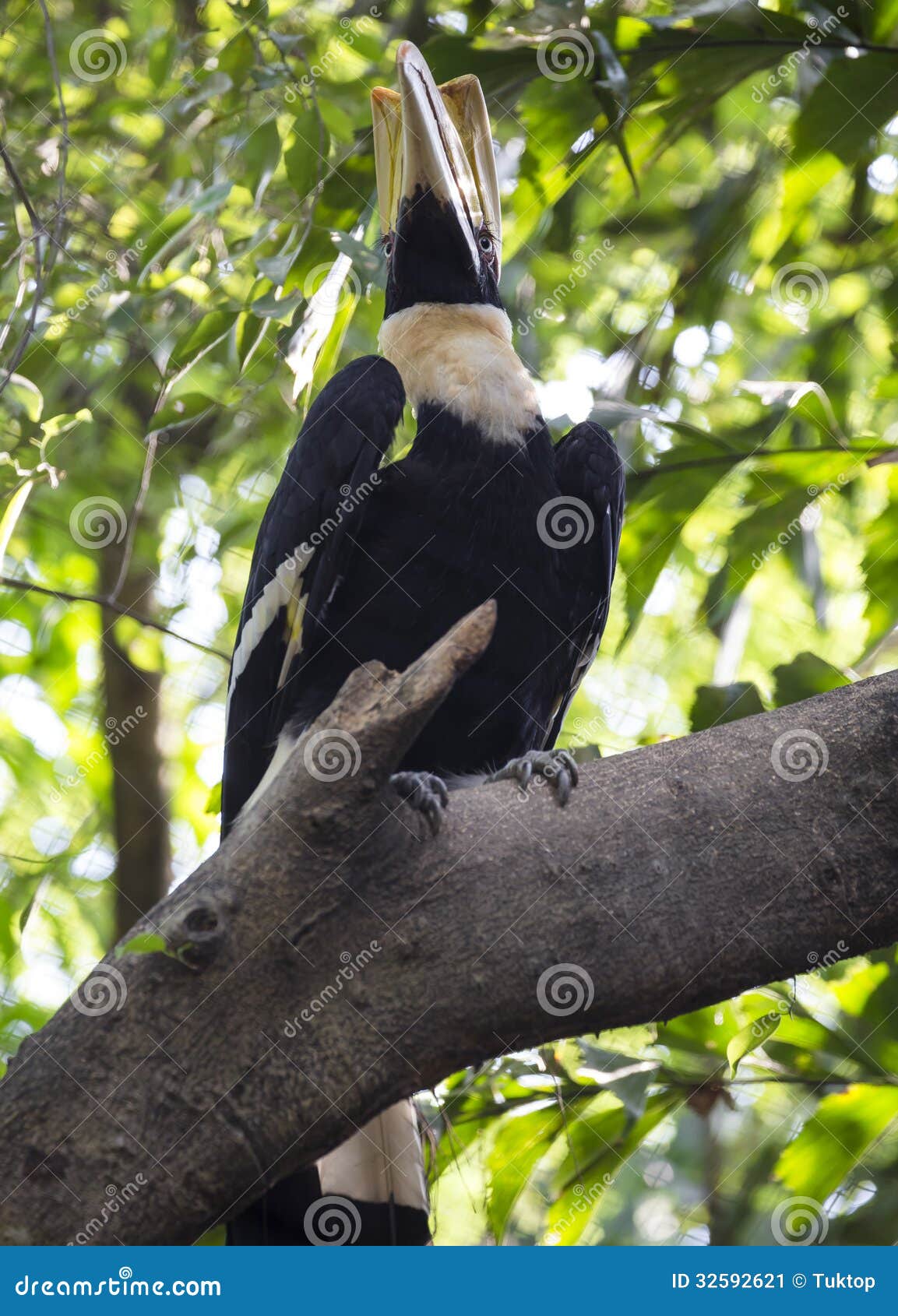 Grand oiseau de calao image stock. Image du endangered - 32592621