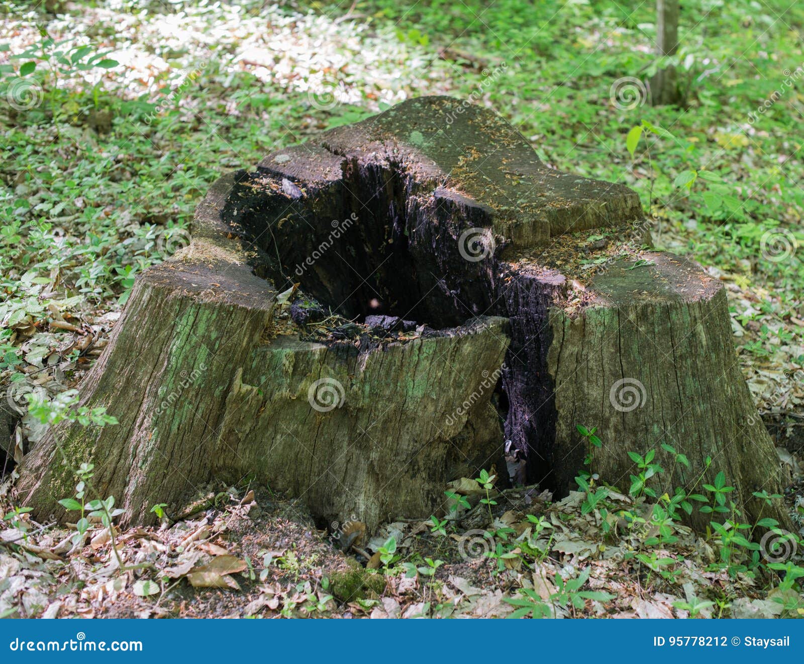 Grand Old Burnt Stump. Selective Focus Stock Photo - Image of little ...