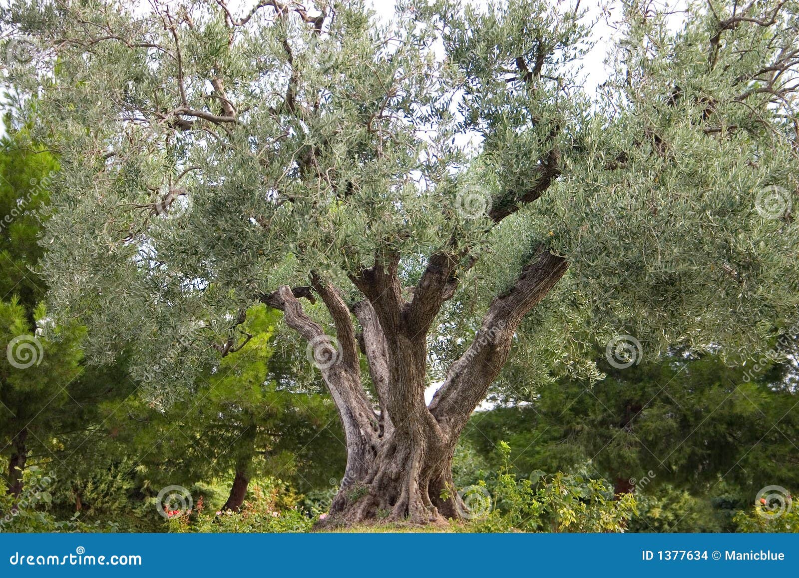 Grand old olive tree stock photo. Image of tropical, mature - 1377634