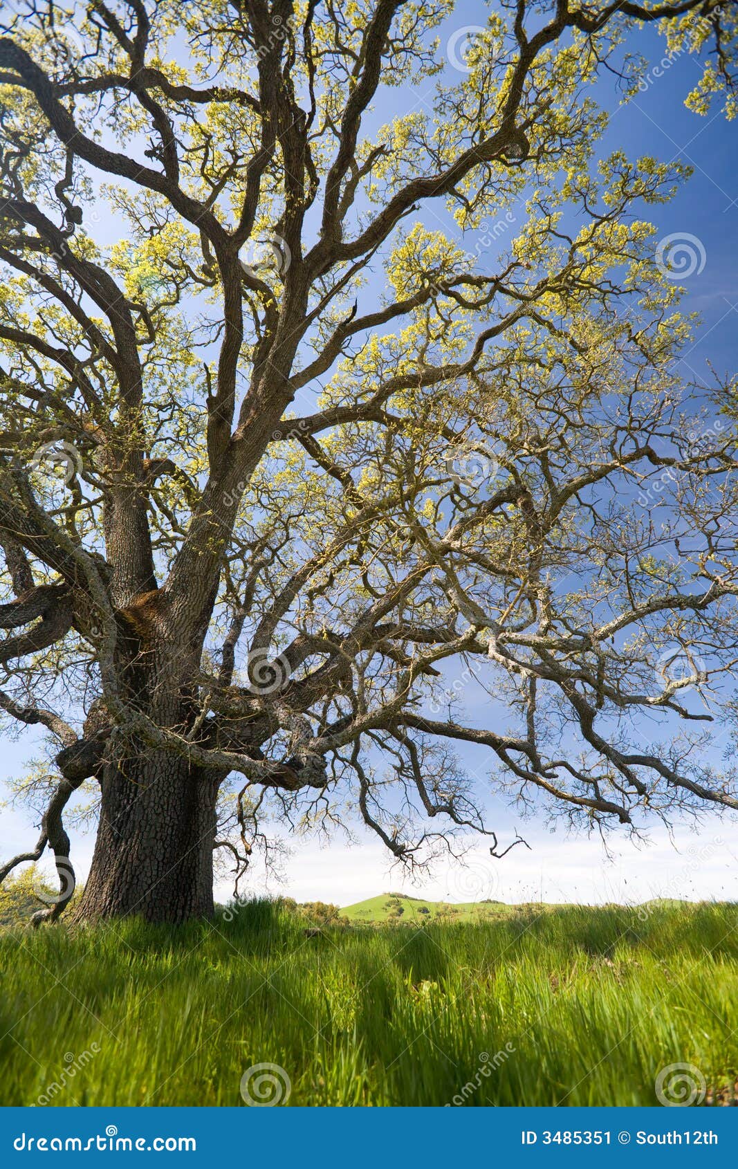 Grand Old Spring Oak stock image. Image of foliage, solitary - 3485351
