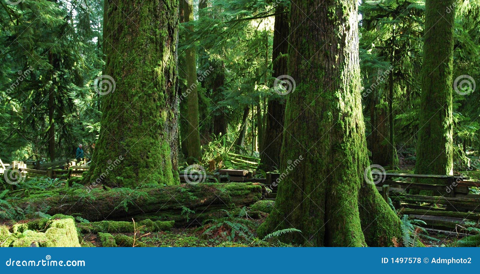 Grand old trees stock photo. Image of conifers, hiking - 1497578