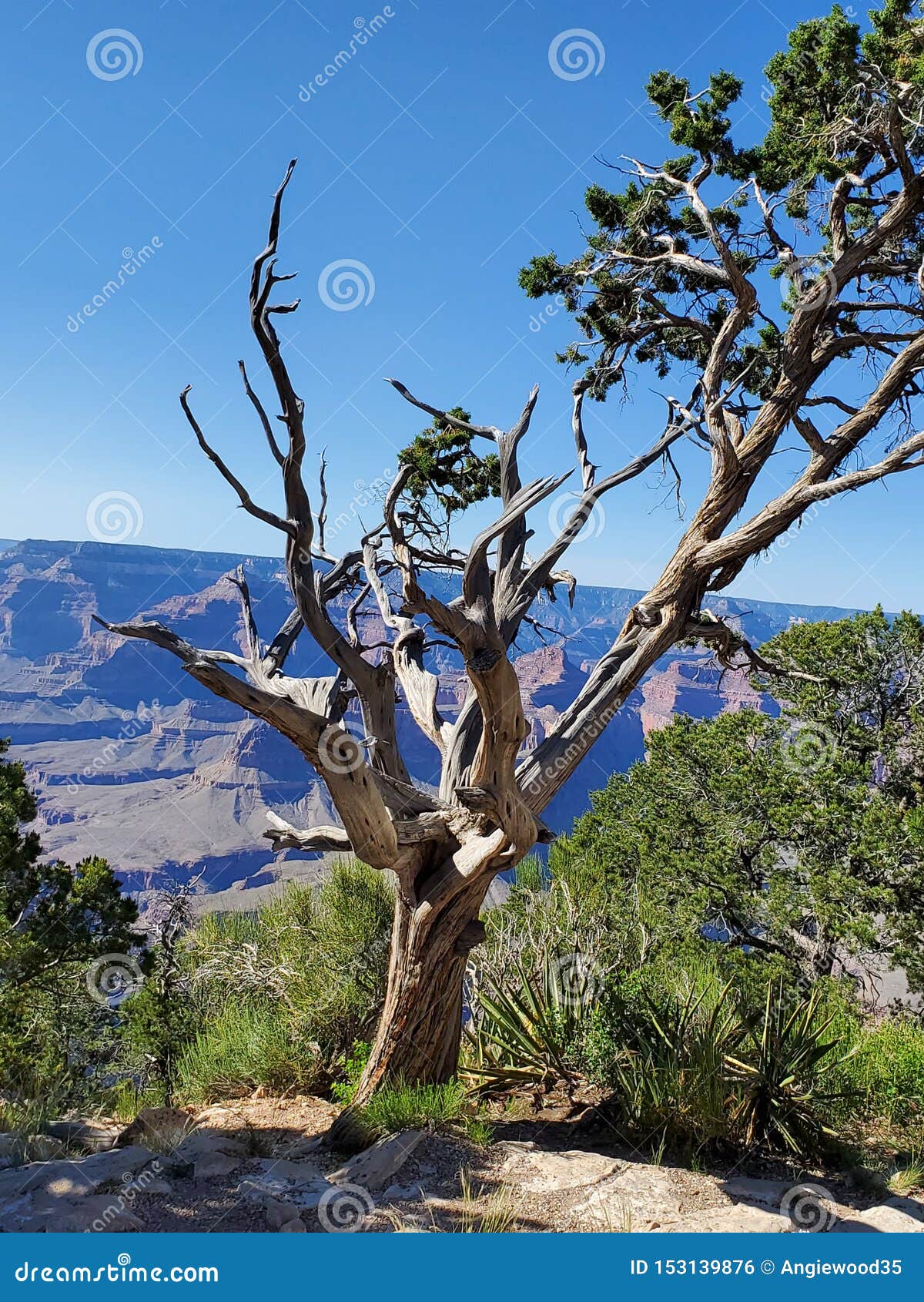 Grand overlook stock photo. Image of canyon, overlook - 153139876