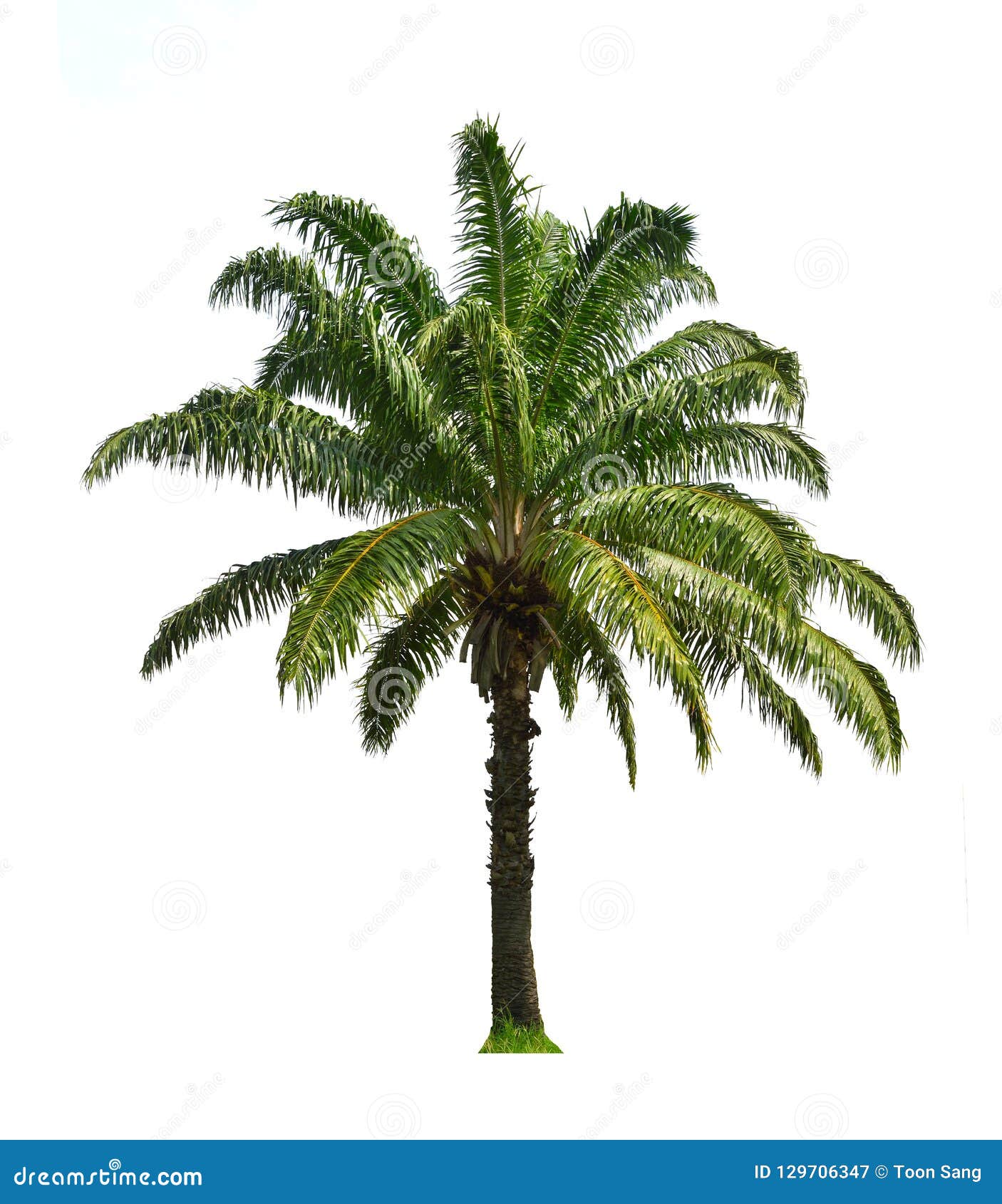 Grand Palmier D'isolement Sur Le Blanc Image stock - Image du frais ...