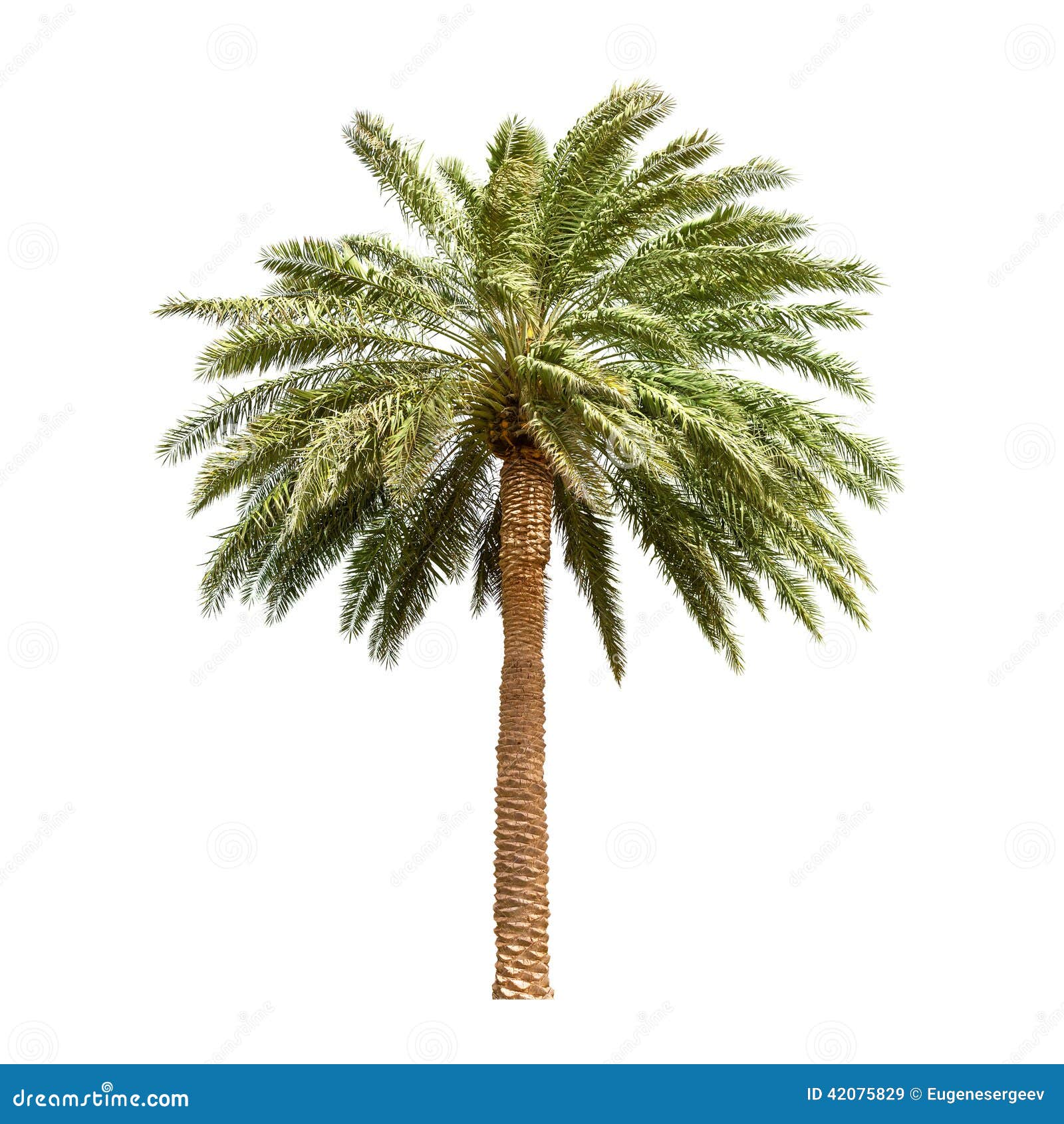 Grand Palmier-dattier D'isolement Sur Le Blanc Image stock - Image du ...