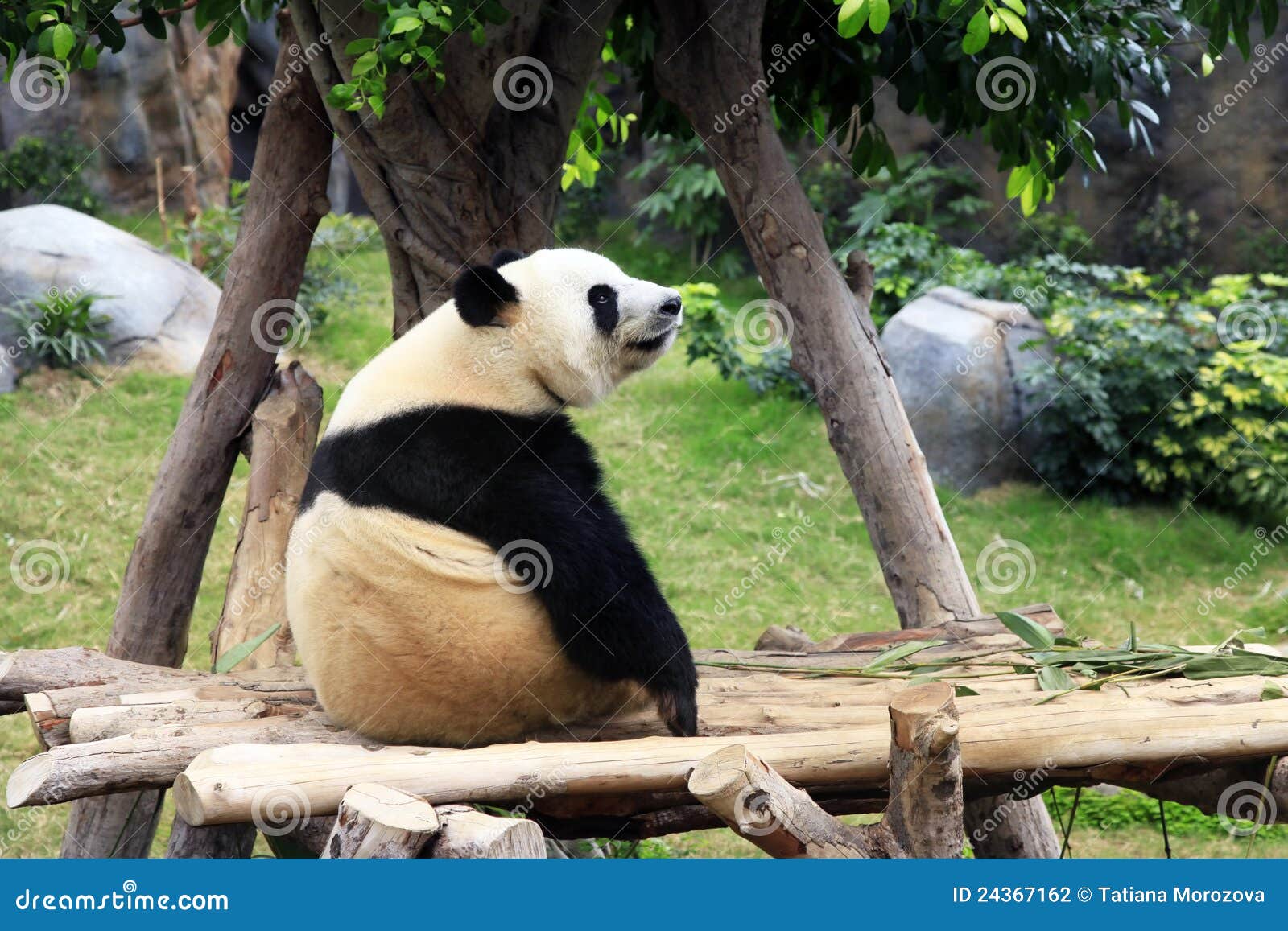 Grand panda bear stock photo. Image of chengdu, forest - 24367162