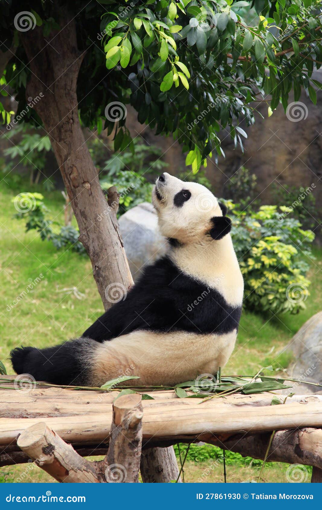 Grand panda bear stock photo. Image of forest, nature - 27861930