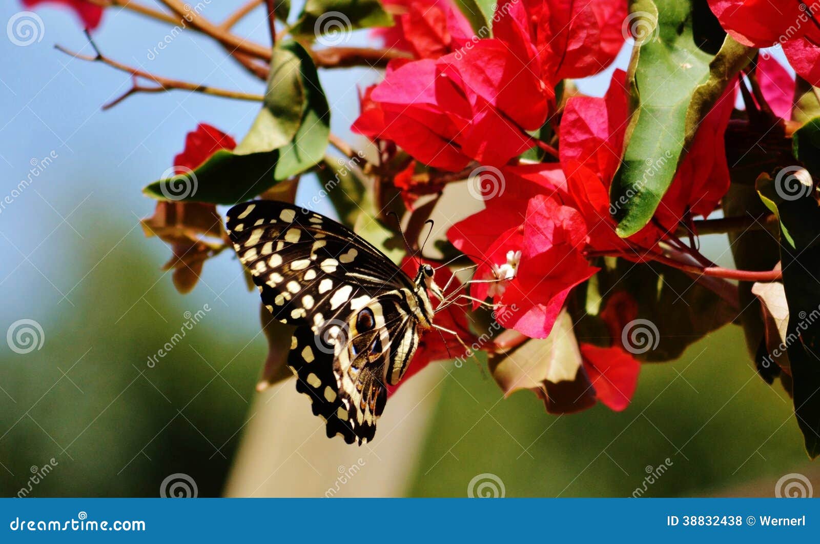 Grand papillon d'empereur photo stock. Image du beau - 38832438