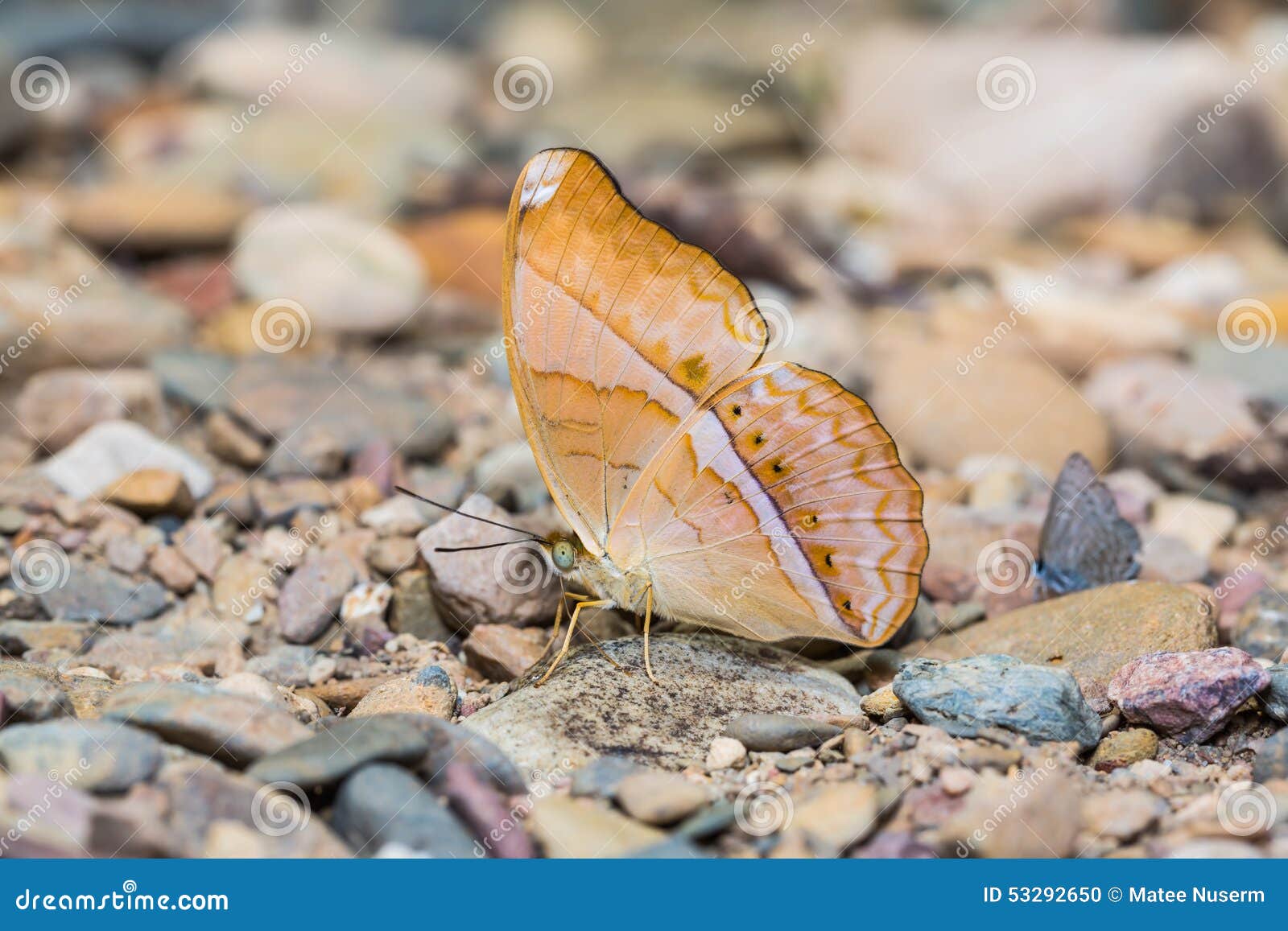 Grand papillon de Yeoman photo stock. Image du thorax - 53292650