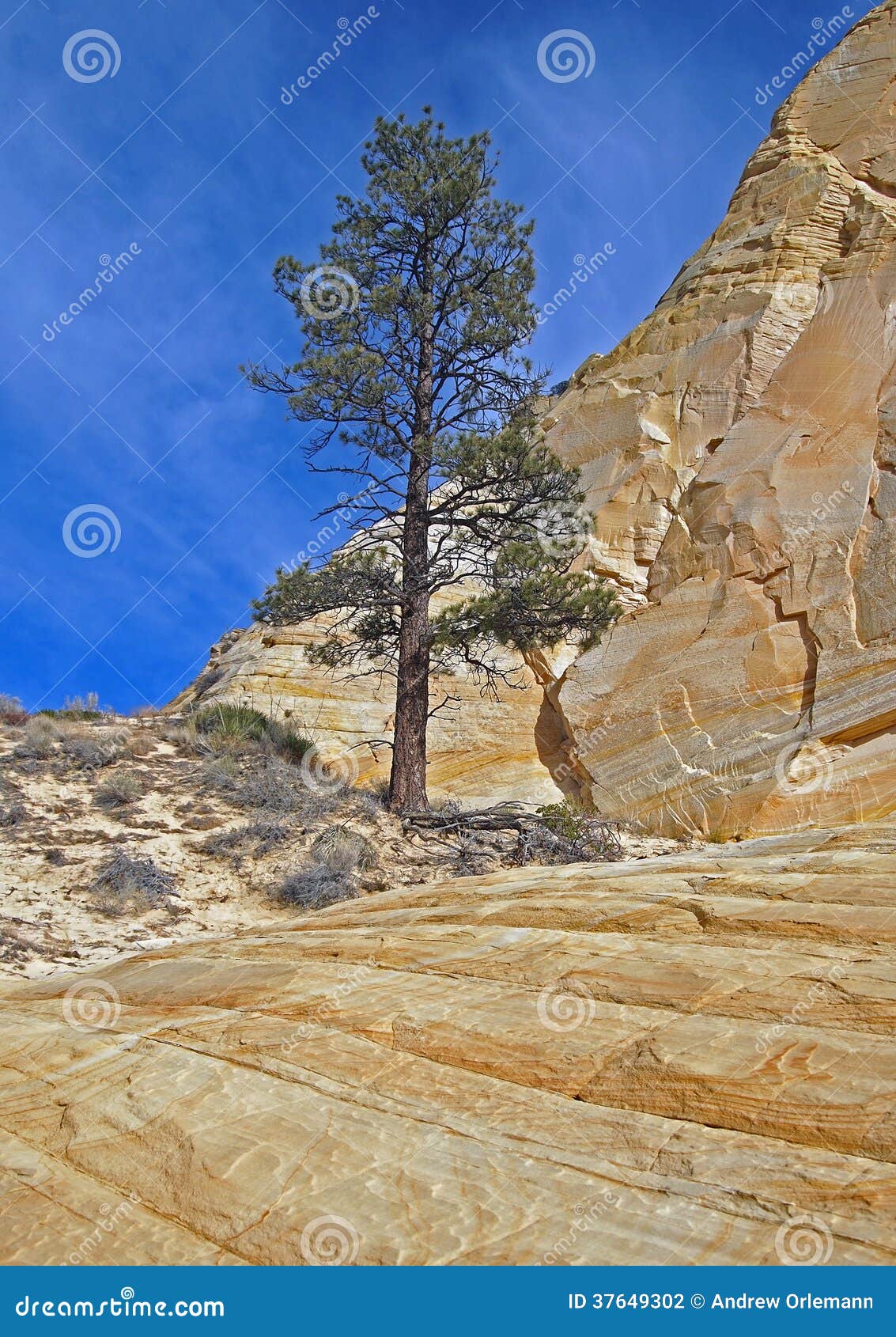 Grand pin photo stock. Image du rocheux, lointain, nature - 37649302