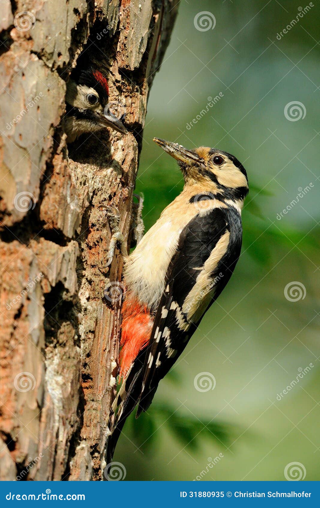 Grand pivert repéré image stock. Image du pivert, insectes - 31880935