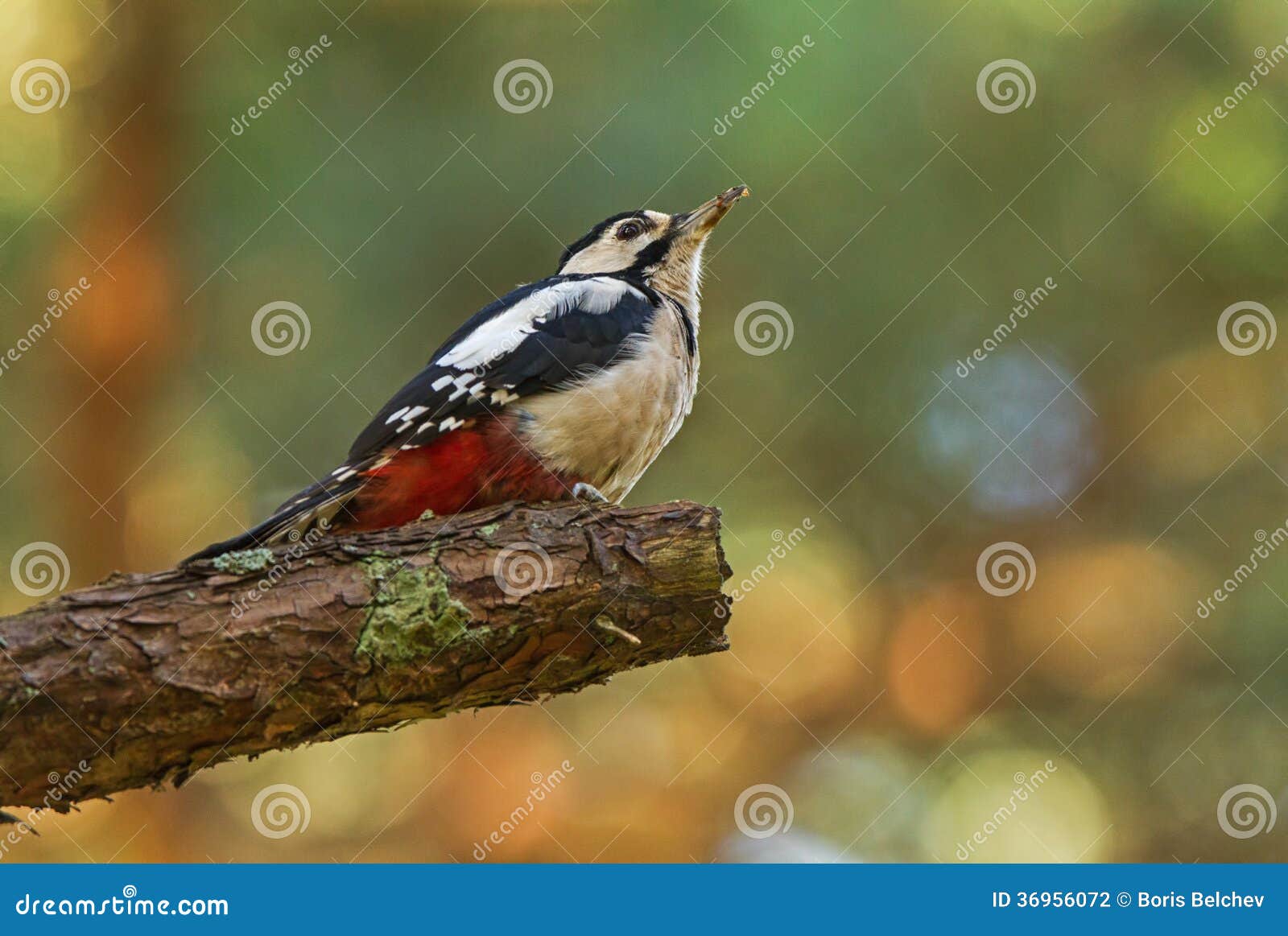 Grand pivert repéré photo stock. Image du pivert, pattes - 36956072