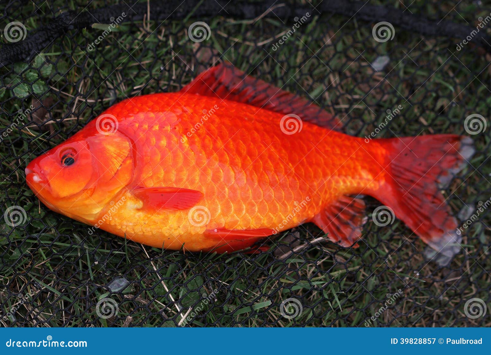 Grand poisson rouge. image stock. Image du poissons, commercial - 39828857