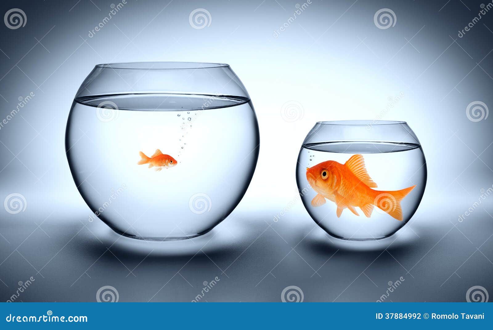 Grand Poisson Rouge Dans Un Petit Aquarium Photo stock - Image du côté ...