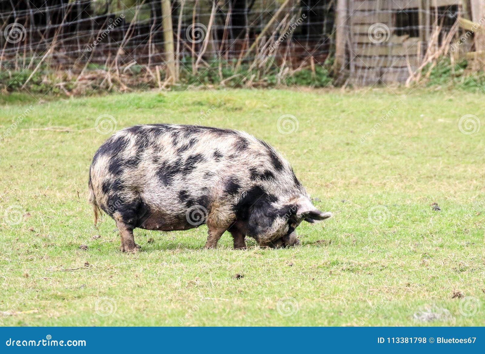 Grand porc noir et blanc photo stock. Image du grand - 113381798