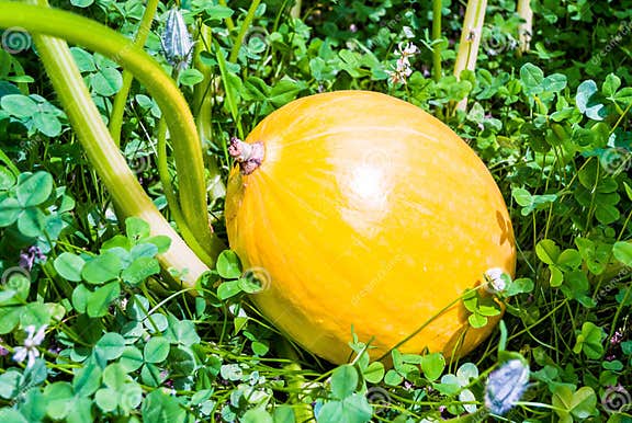 Grand potiron jaune photo stock. Image du fond, normal - 72355714