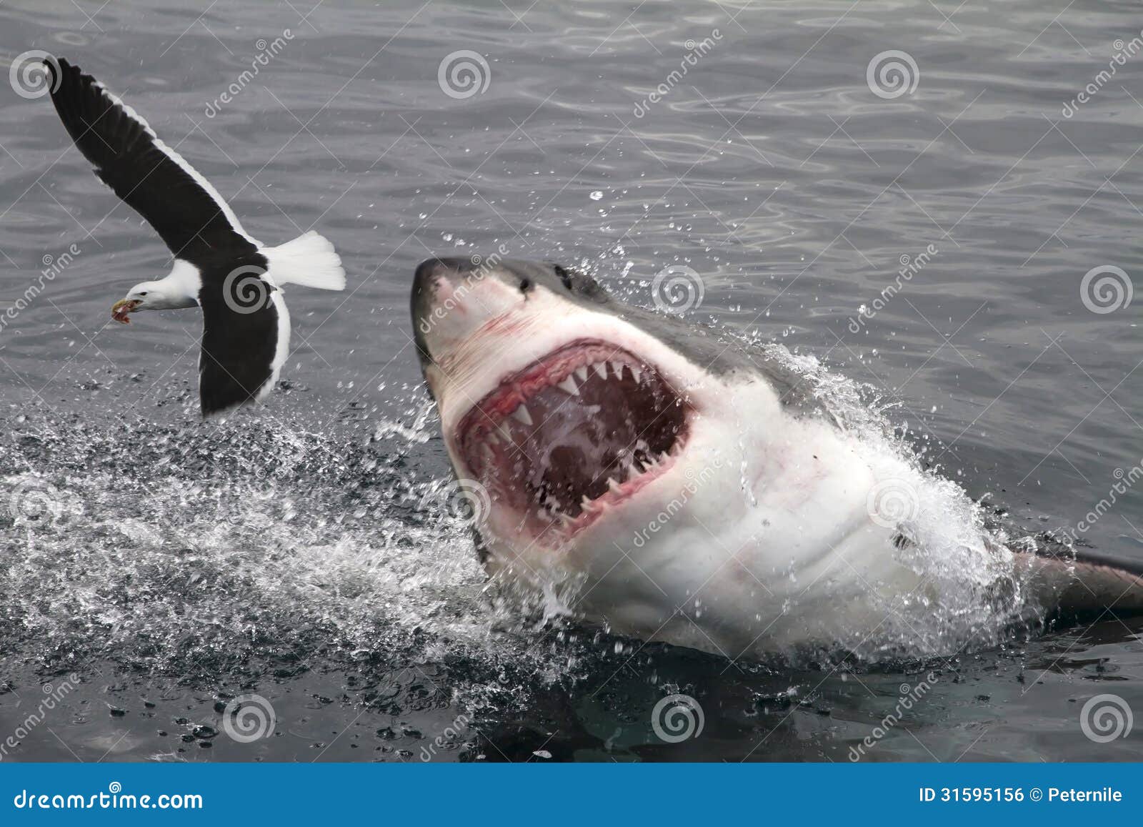 Grand Requin Blanc D'attaque Photo stock - Image du affamé, voleur ...