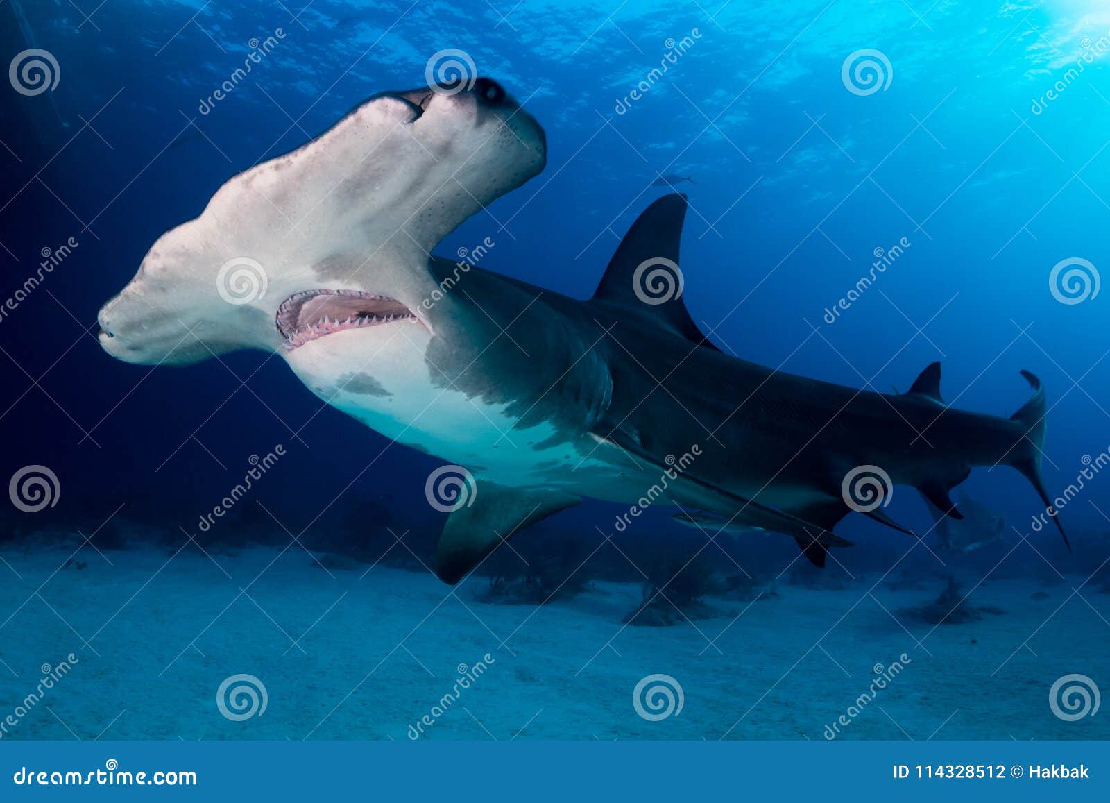 Grand Requin De Poisson-marteau Bahamas Photo stock - Image du océan ...