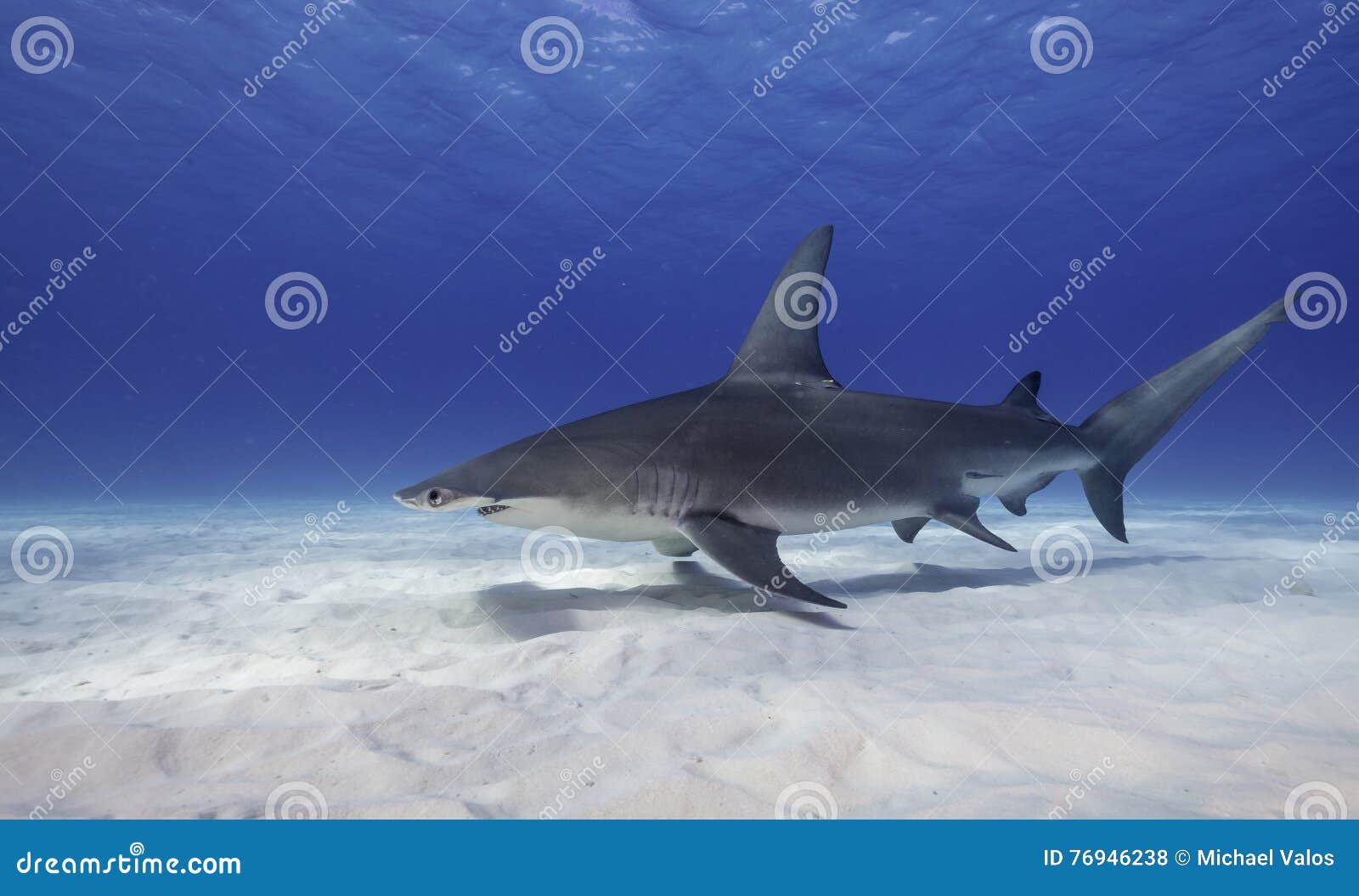 Grand Requin De Poisson-marteau, Bahamas Photo stock - Image du amorce ...