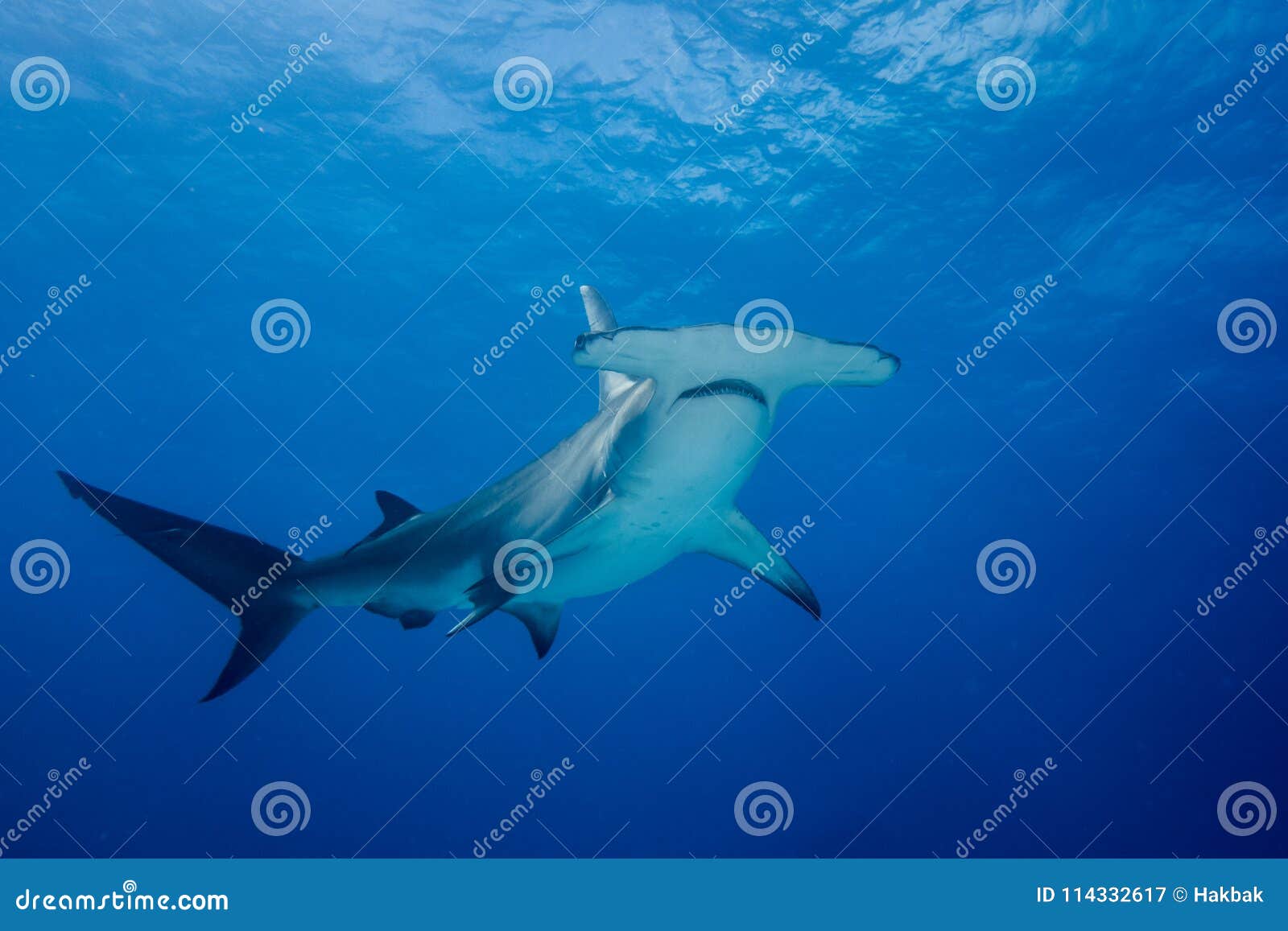 Grand Requin De Poisson-marteau Bahamas Bimini Image stock - Image du ...