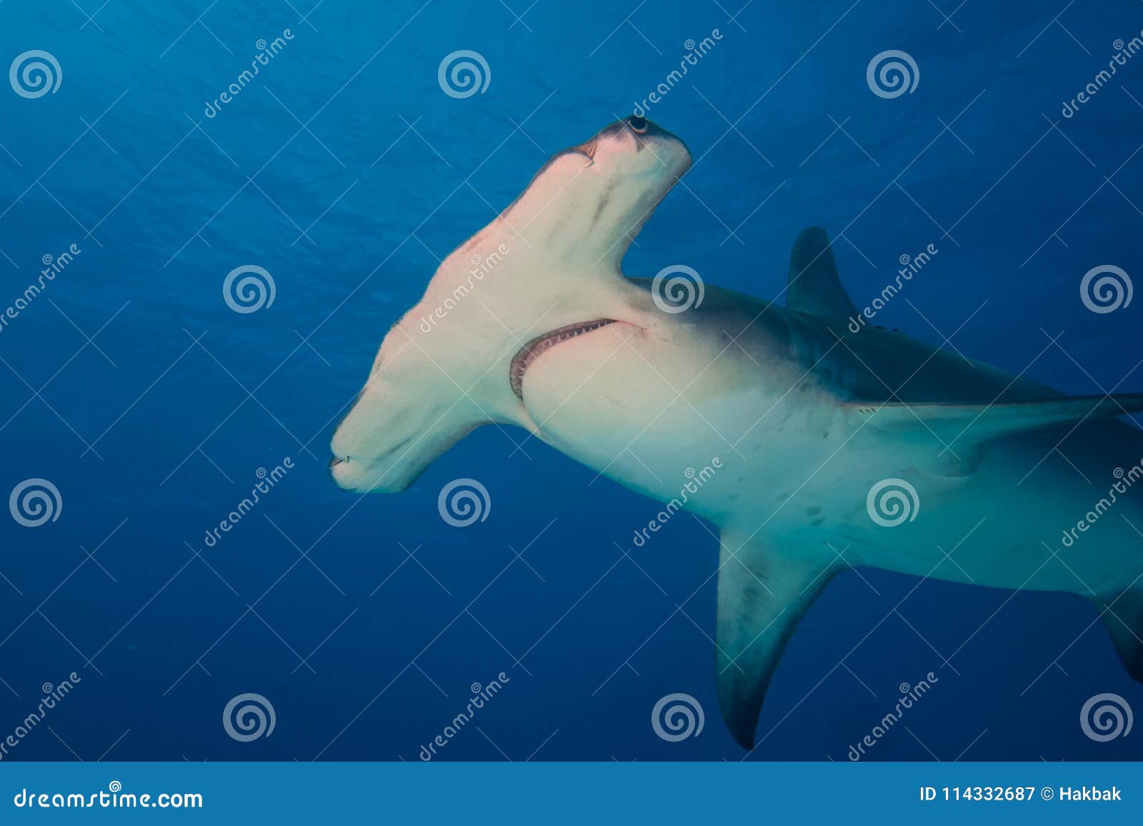 Grand Requin De Poisson-marteau Bahamas Bimini Image stock - Image du ...