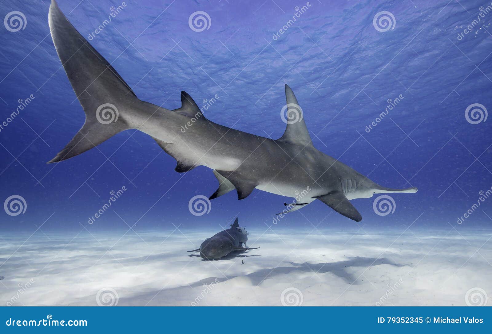 Grand Requin De Poisson-marteau Sous-marin Image stock - Image du ...
