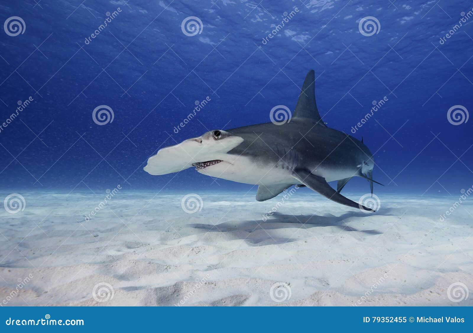 Grand Requin De Poisson-marteau Sous-marin Image stock - Image du ...