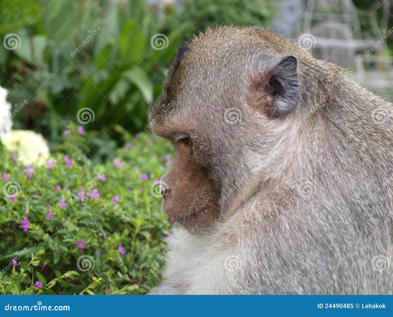 Grand singe image stock. Image du yeux, singe, herbe - 24490485