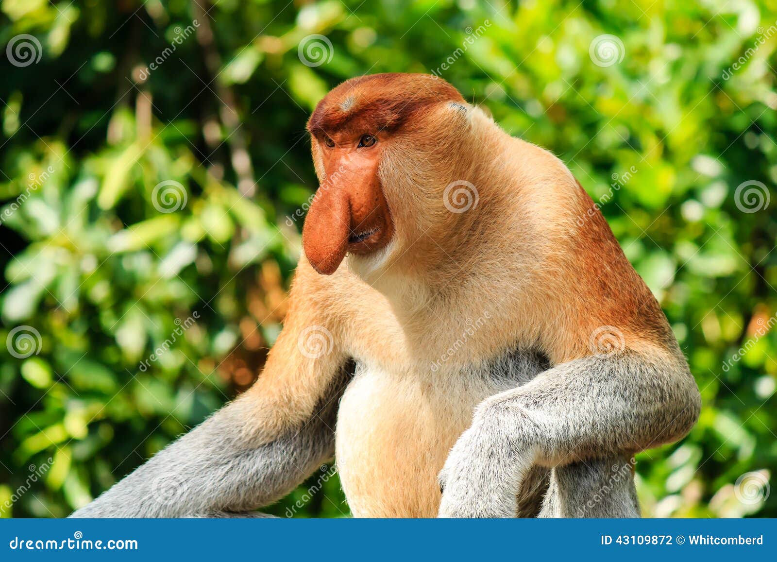 Grand Singe De Buse Masculin Photo stock - Image du perte, asie: 43109872