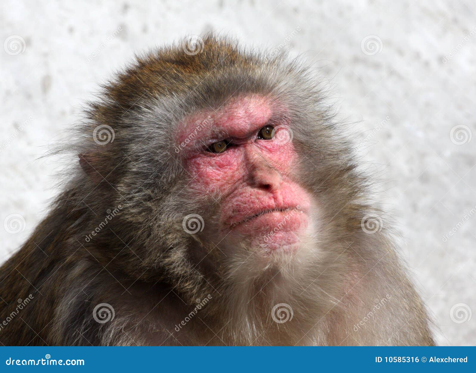 Grand singe de macaque photo stock. Image of singe, tête - 10585316