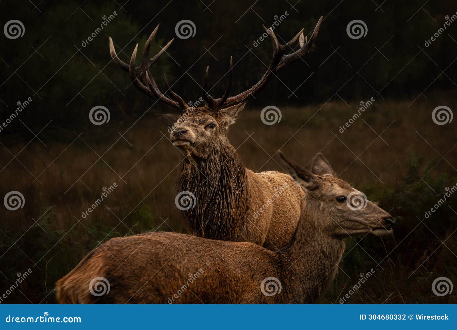 Grand Stag Watching Over His Mate in a Field Stock Photo - Image of ...