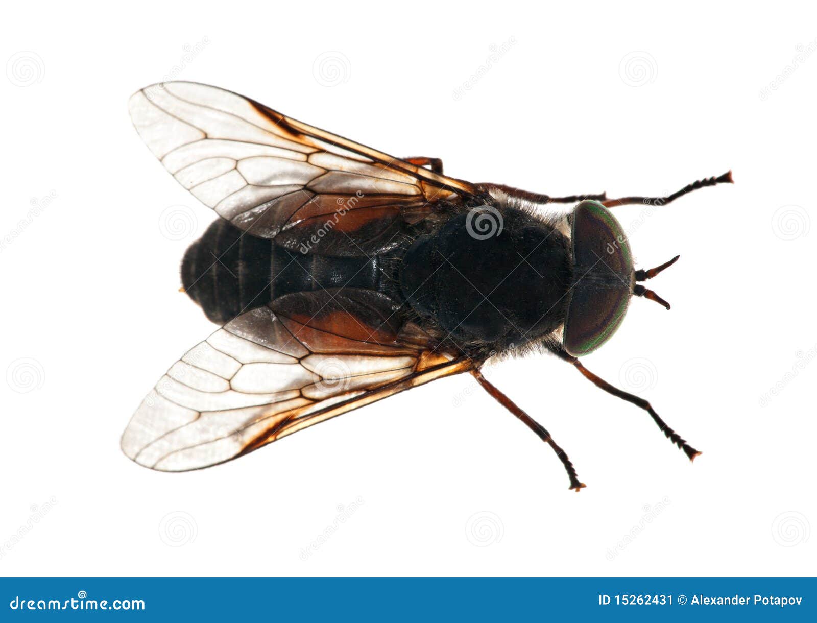Grand Taon D'isolement Sur Le Blanc Image stock - Image du insecte ...