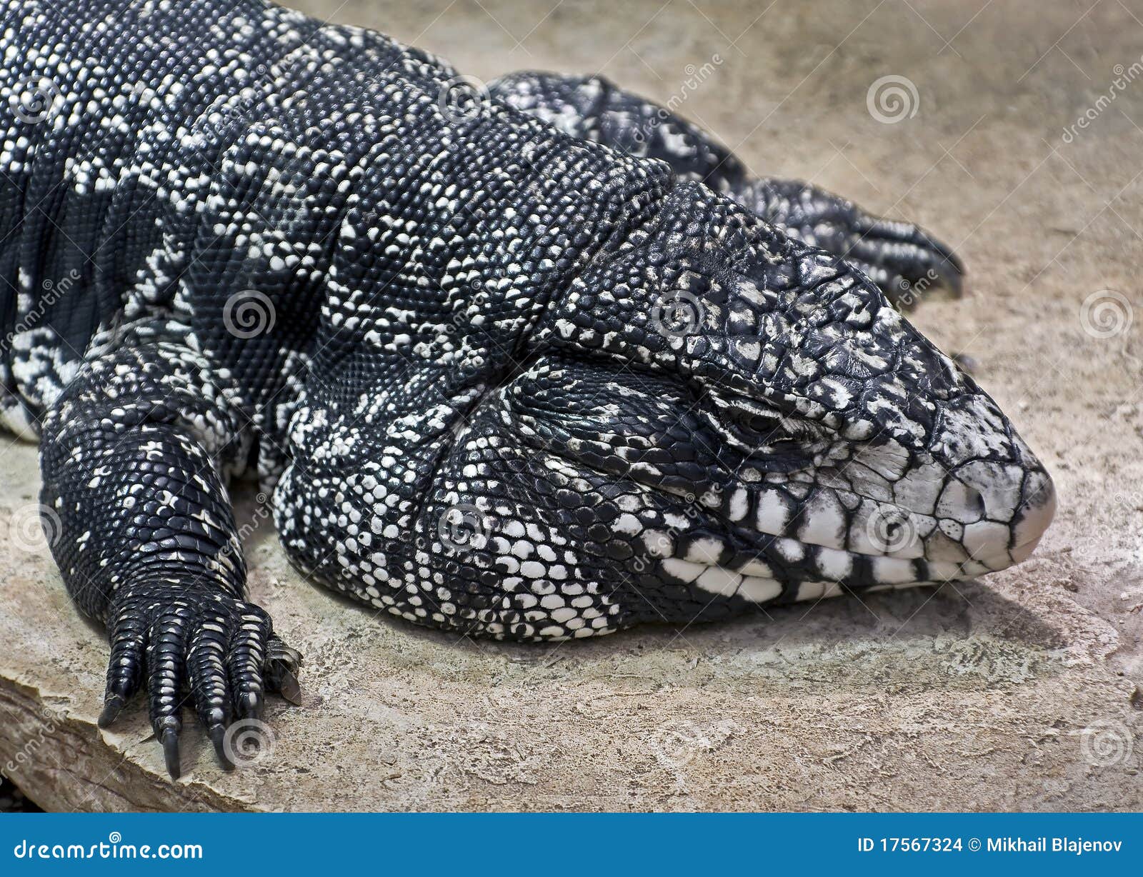 Grand teju argentin 10 photo stock. Image du reptile - 17567324