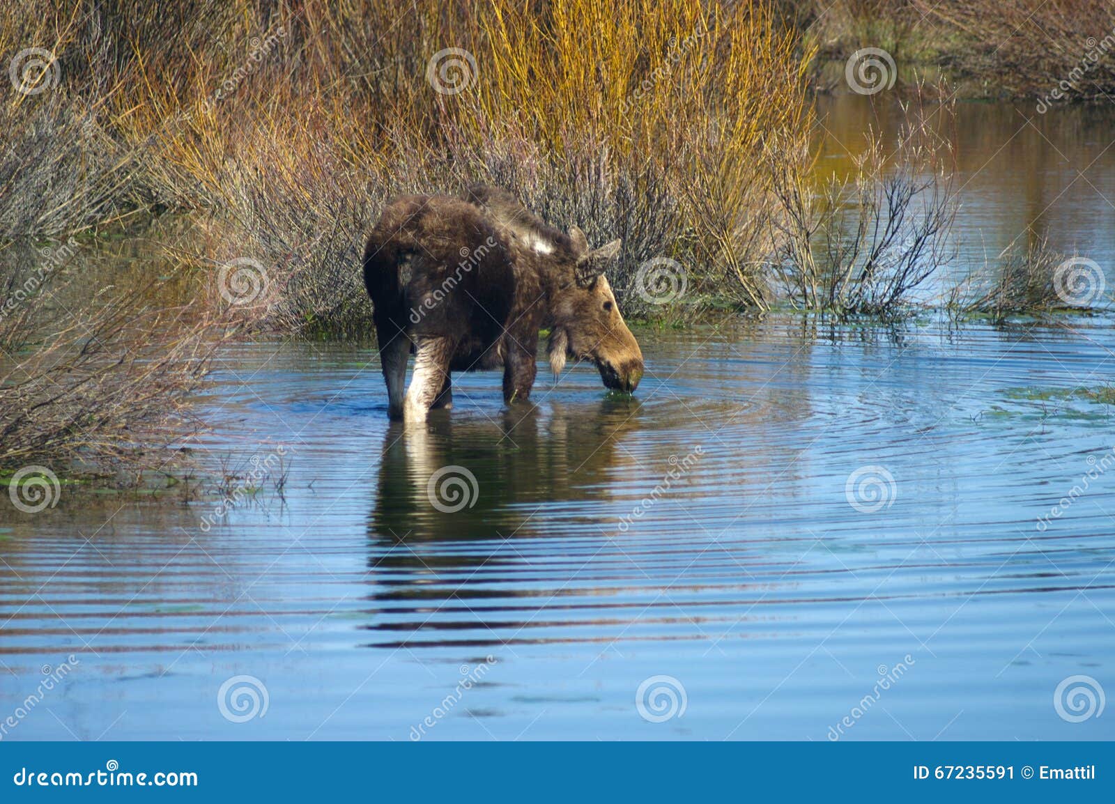 Grand Tetons Moose stock image. Image of grand, animals - 67235591