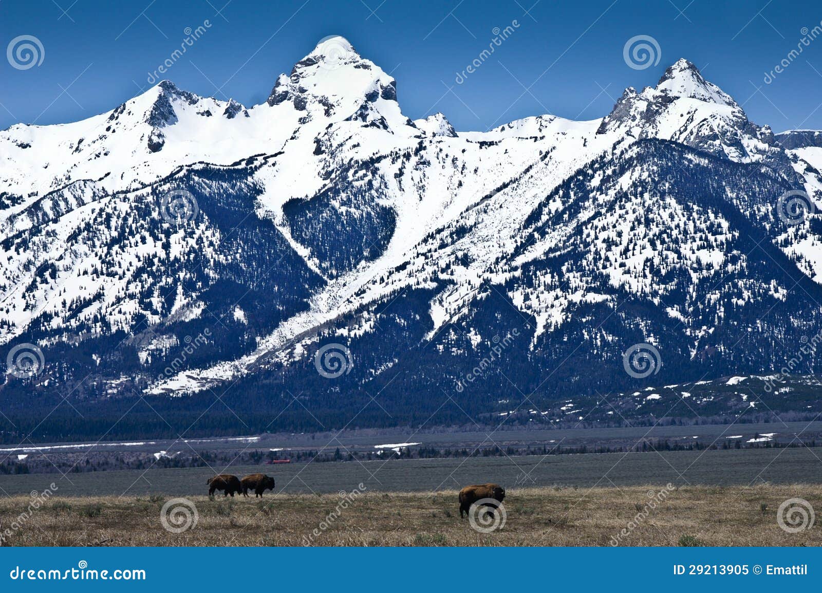 Grand Tetons in Winter Home To Bison Stock Image - Image of grand ...