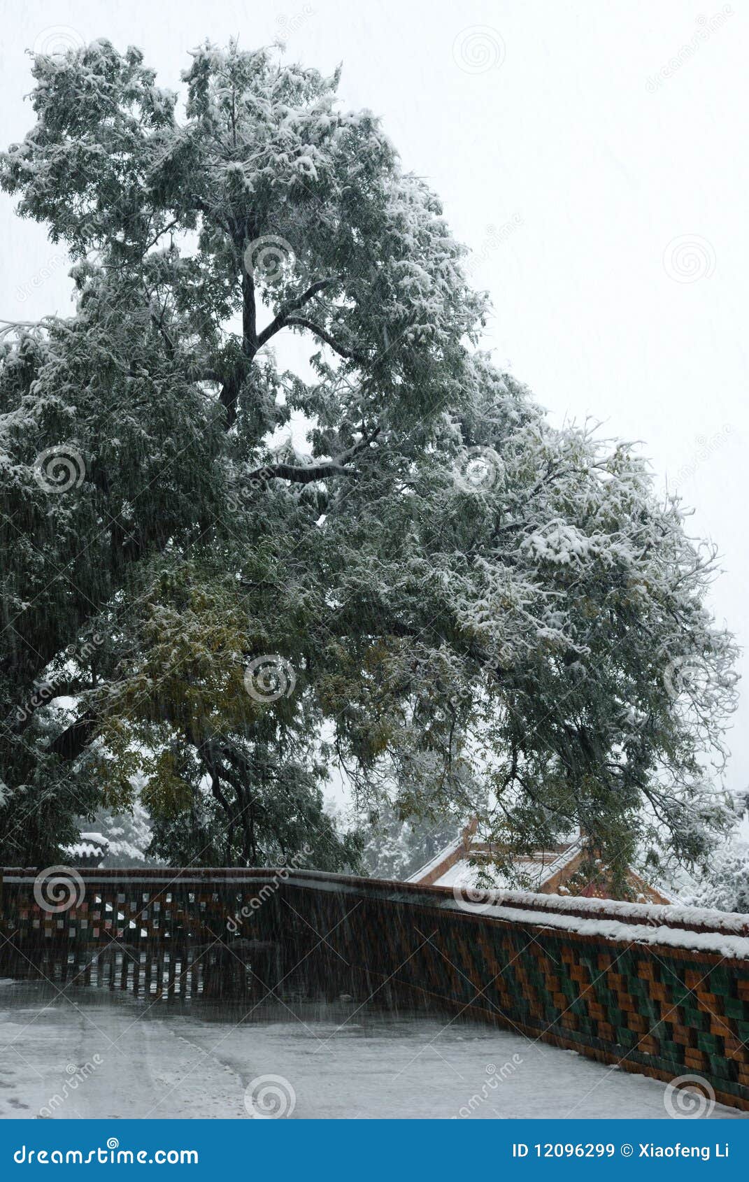 Grand Tree in Snow stock image. Image of abstract, architecture - 12096299