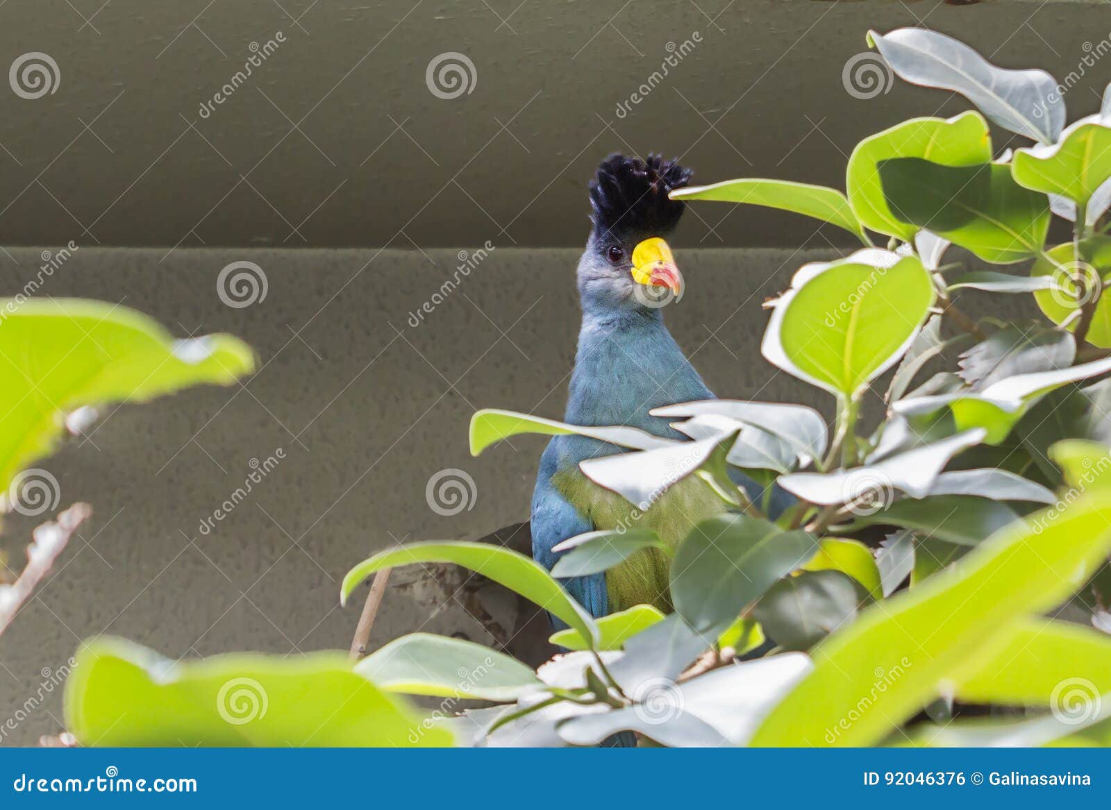 Grand turaco bleu d'oiseau photo stock. Image du grand - 92046376