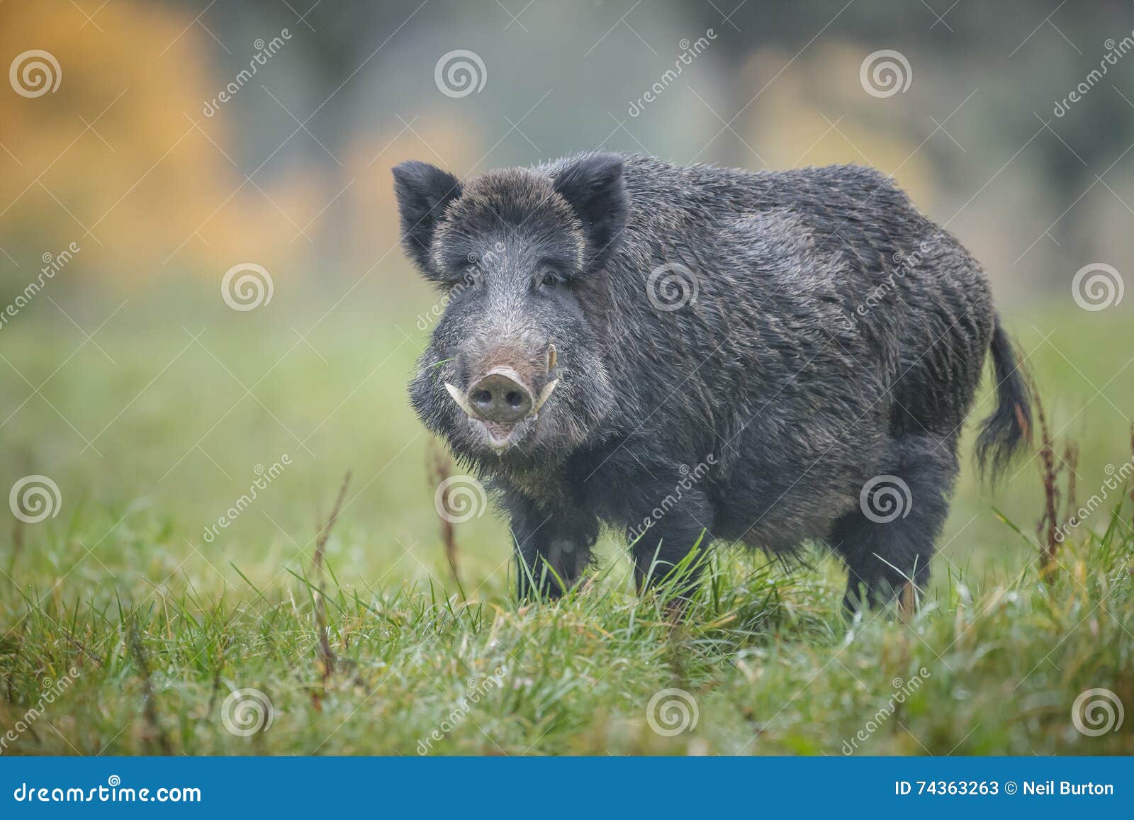 Images Verrat - Téléchargez 16,619 Photos libres de droits