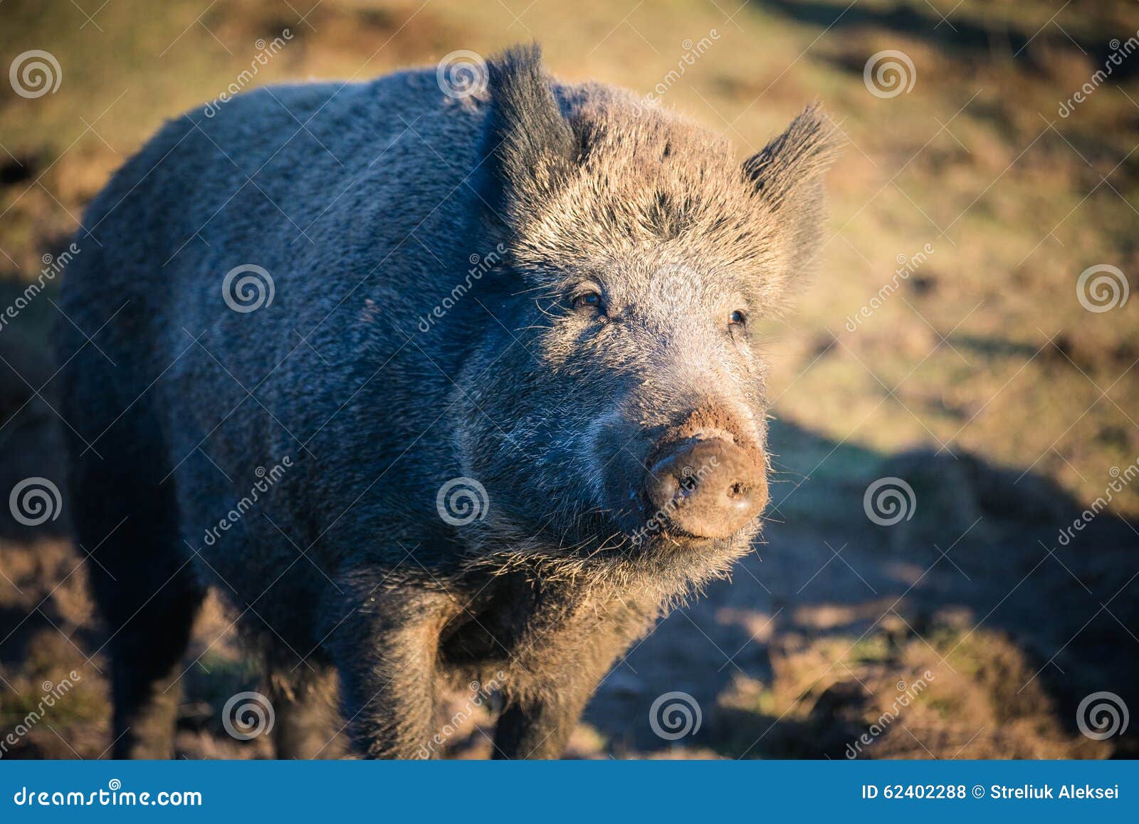 Grand Verrat Dans Le Sauvage Photo stock - Image du chasse, verrat ...