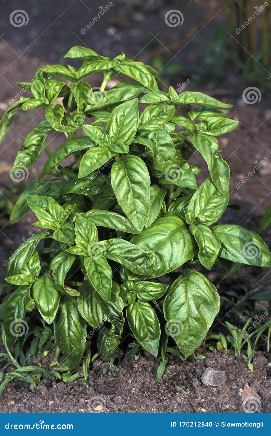 BASILIC GRAND VERT Ocimum Basilicum Stock Photo - Image of basilicum ...
